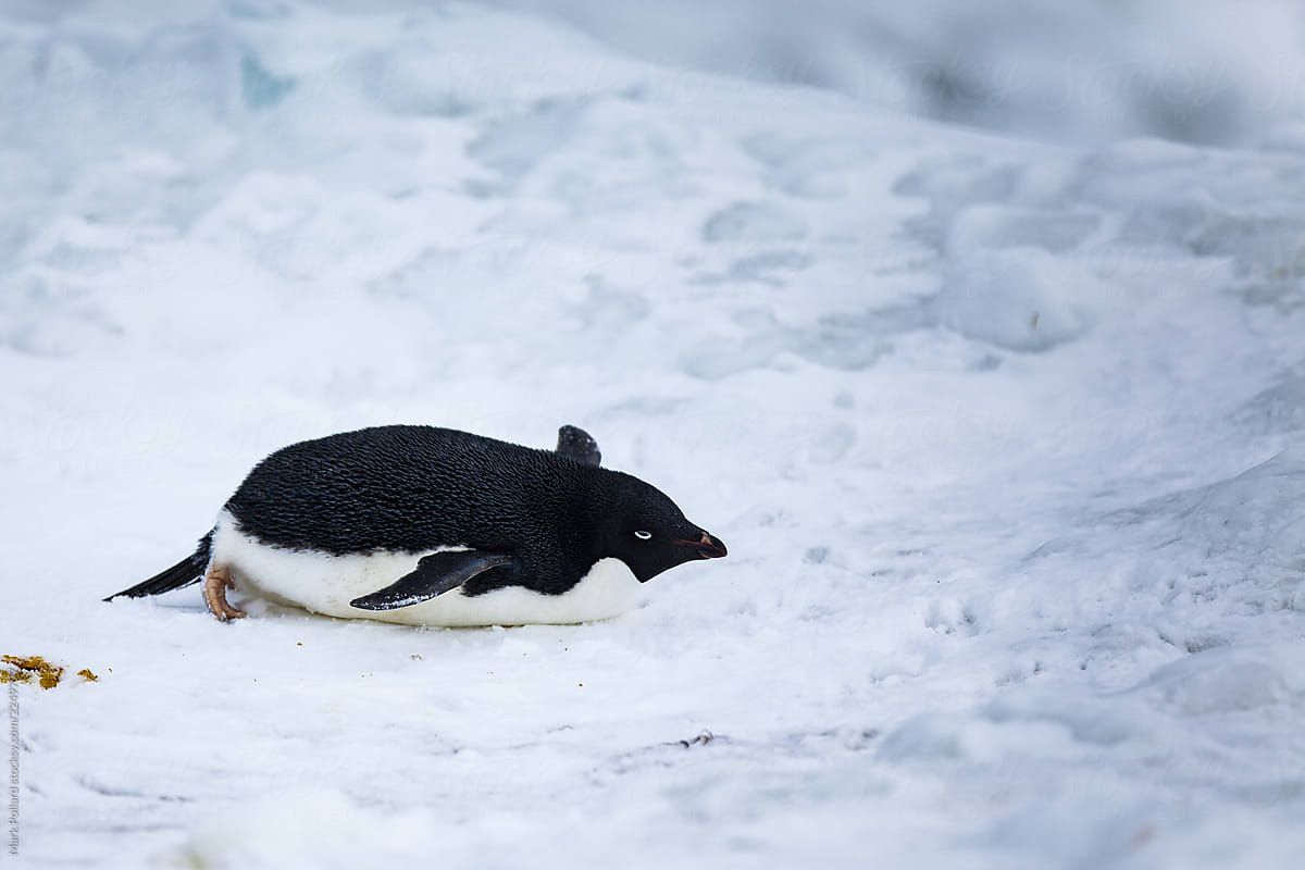 Penguin Sliding On Belly Crazy Young Penguin' Travels To Australia