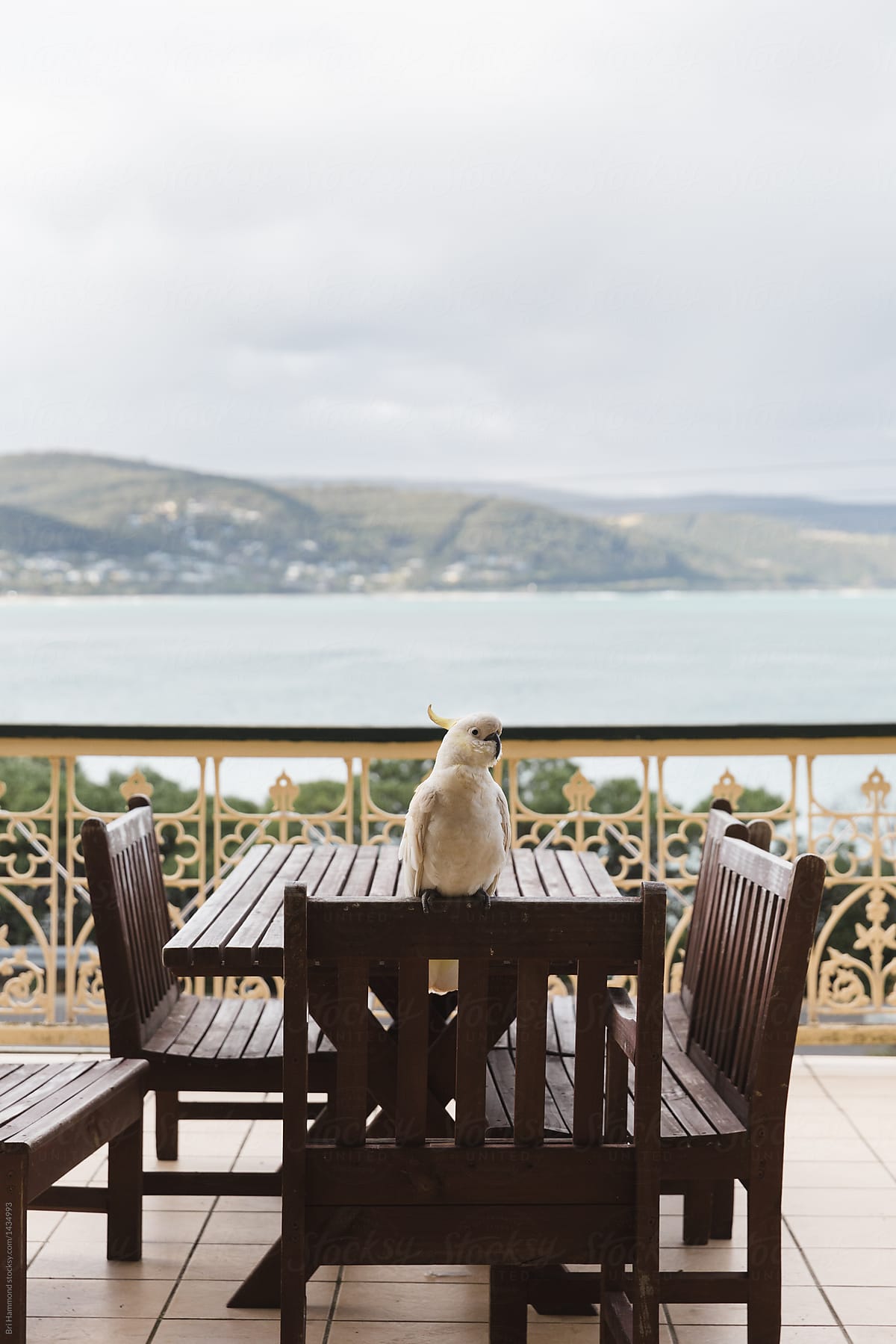 "Australian Cockatoo On Table" by Stocksy Contributor "Bri Hammond ...