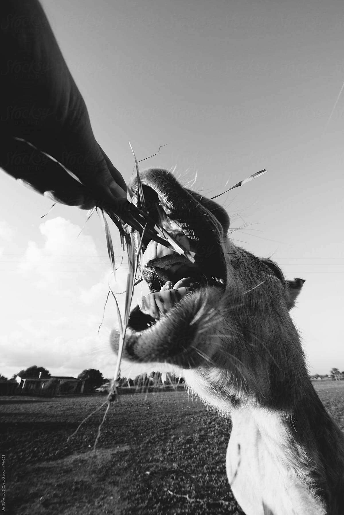 "Jackass Portait" by Stocksy Contributor "Urs Siedentop & Co" - Stocksy