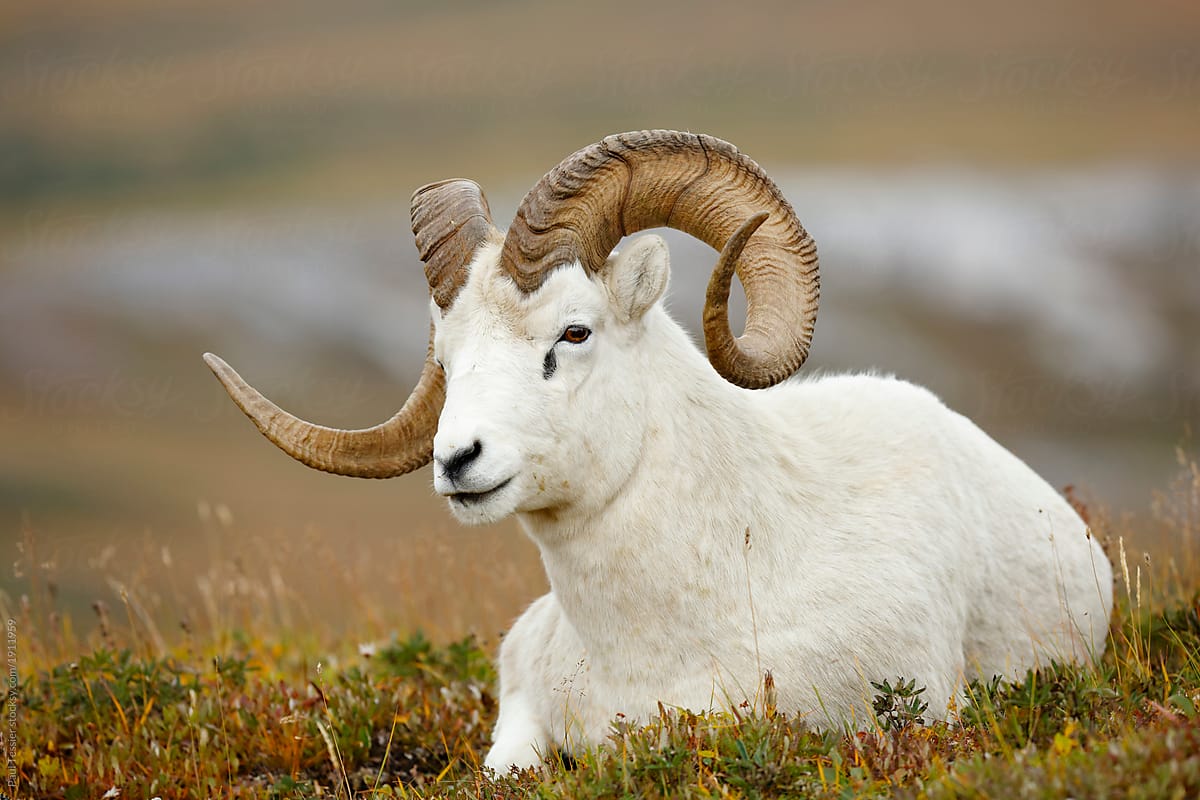 "Dall Sheep" by Stocksy Contributor "Paul Tessier" - Stocksy