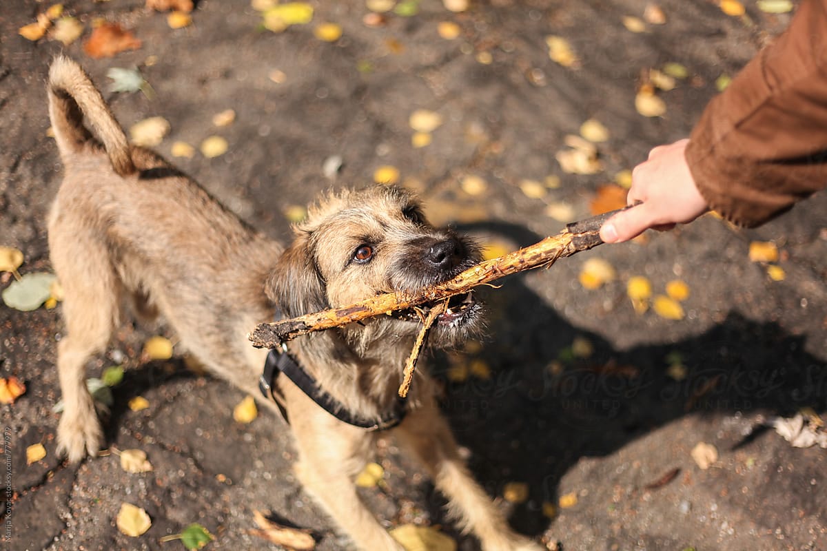 "Cute Mixed-breed Dog Playing With A Stick" by Stocksy Contributor ...
