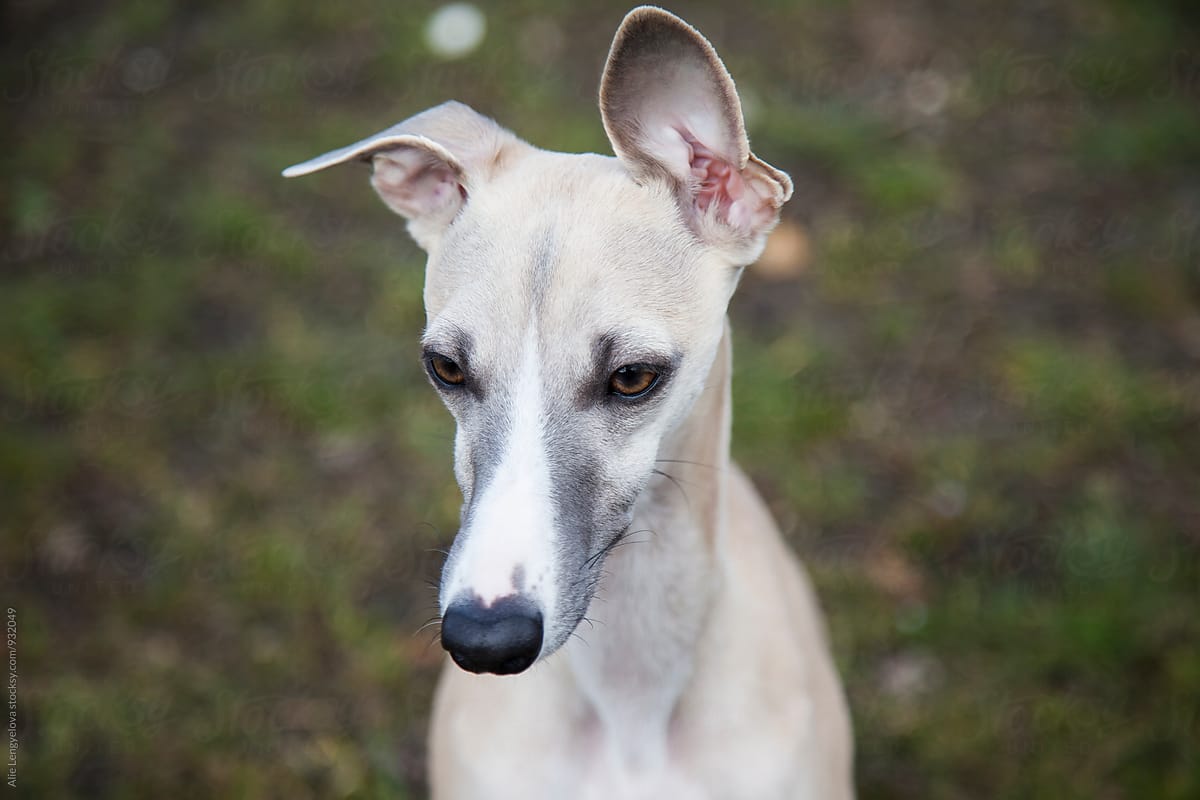 "Detail Of The Face Beautiful Puppy" by Stocksy Contributor "Alie ...