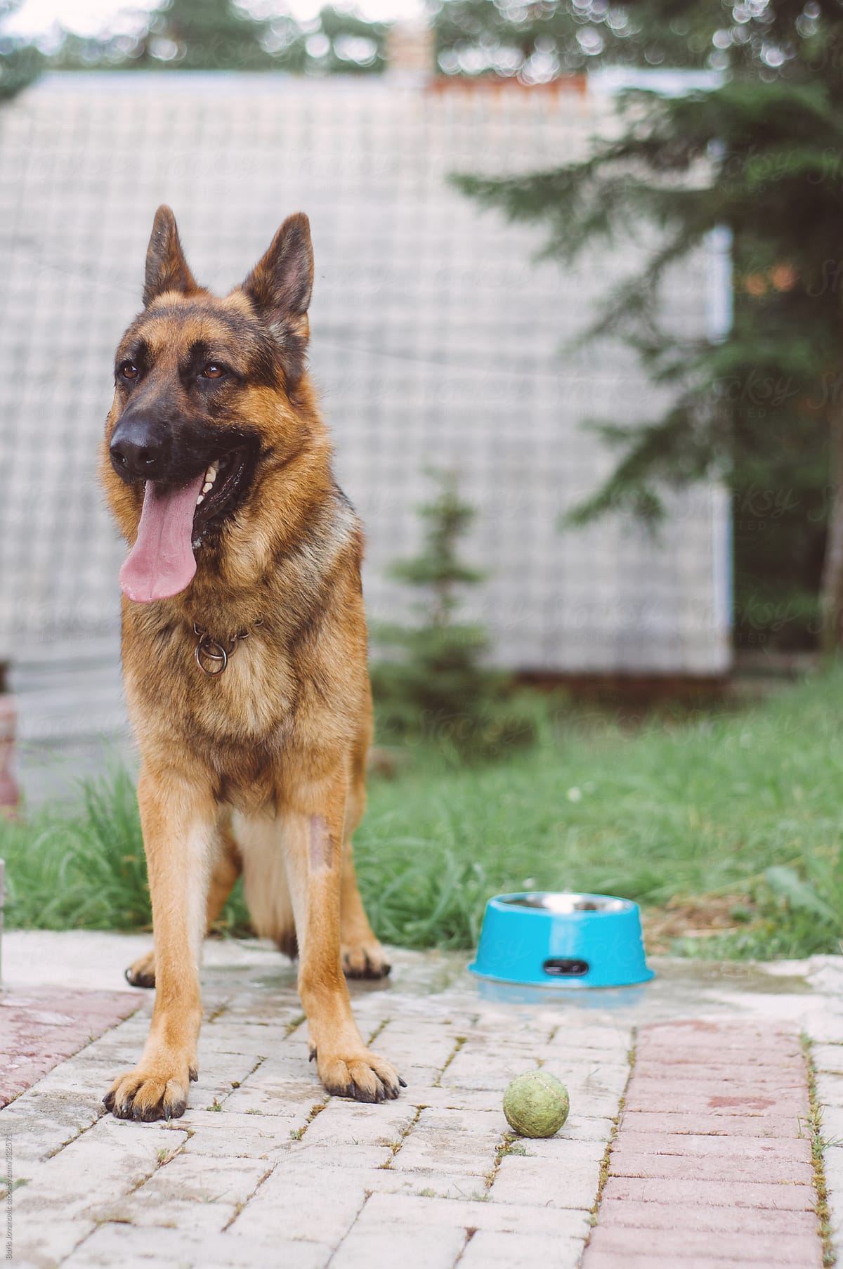 "German Shepherd With His Ball" by Stocksy Contributor "Boris Jovanovic ...