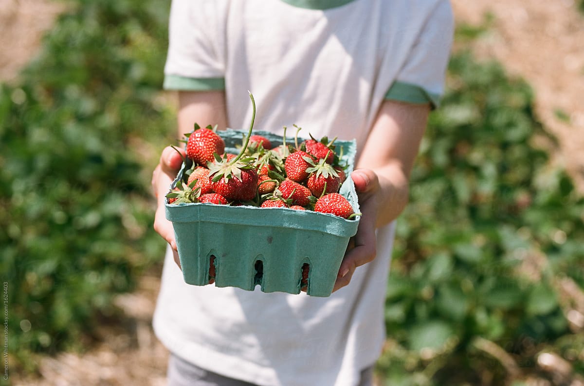 "Strawberry Bounty" by Stocksy Contributor "CWP, LLC" - Stocksy