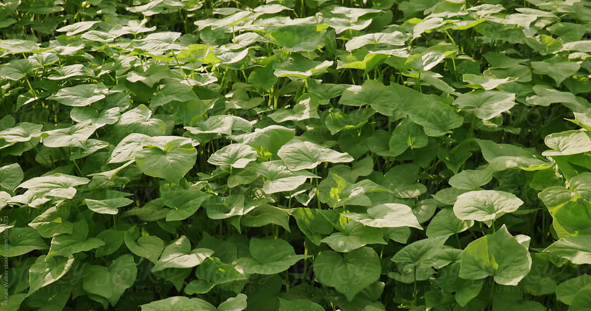 "Buckwheat" by Stocksy Contributor "Harald Walker" - Stocksy