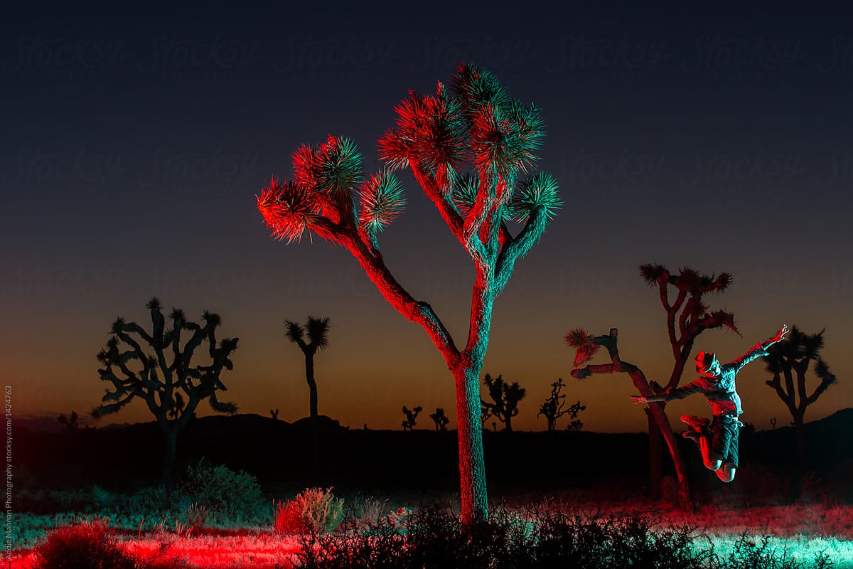 "Colorful Joshua Tree" by Stocksy Contributor "Addie Mannan Photography ...