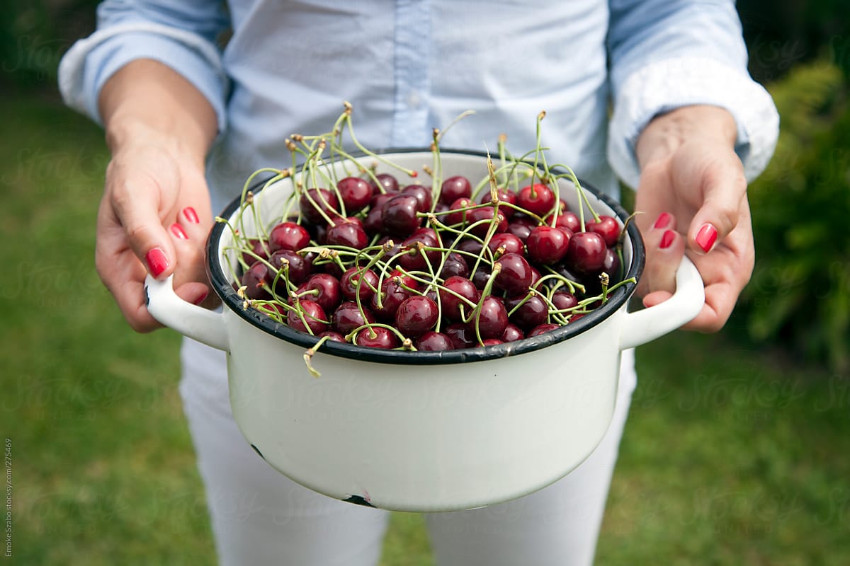 "Young Woman Holding Fresh Cherries" by Stocksy Contributor "Emoke ...