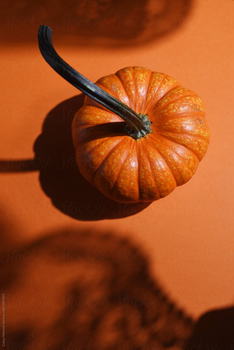 "Little Pumpkin" by Stocksy Contributor "Crissy Mitchell" - Stocksy