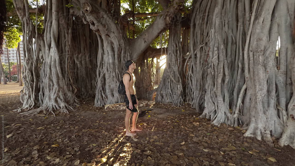 "Man Standing Under Banyan Tree In Hawaii" by Stocksy Contributor ...