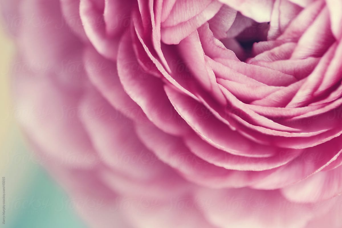"Pink Ranunculus Flower Bloom Macro" by Stocksy Contributor "Kerry ...