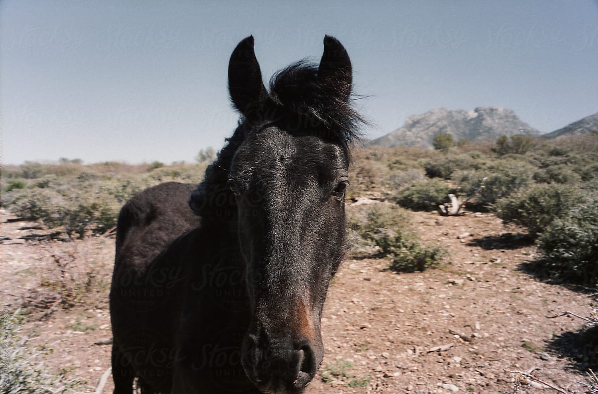 "Wild Desert Horse" by Stocksy Contributor "Kevin Russ" - Stocksy