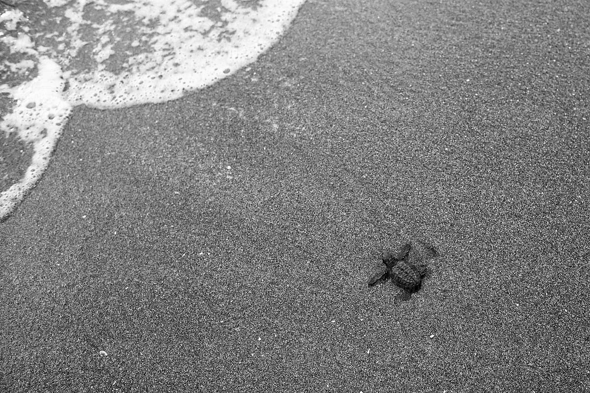 "Homeward Bound" by Stocksy Contributor "Lawrence Del Mundo" - Stocksy