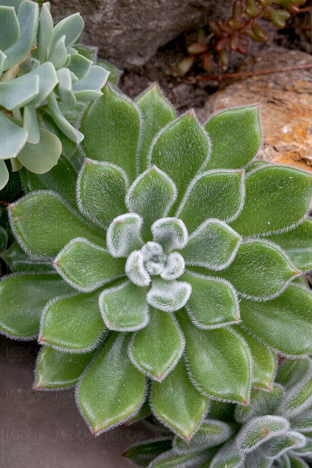 "Succulent Plant Seen From Above" by Stocksy Contributor "Marcel" - Stocksy