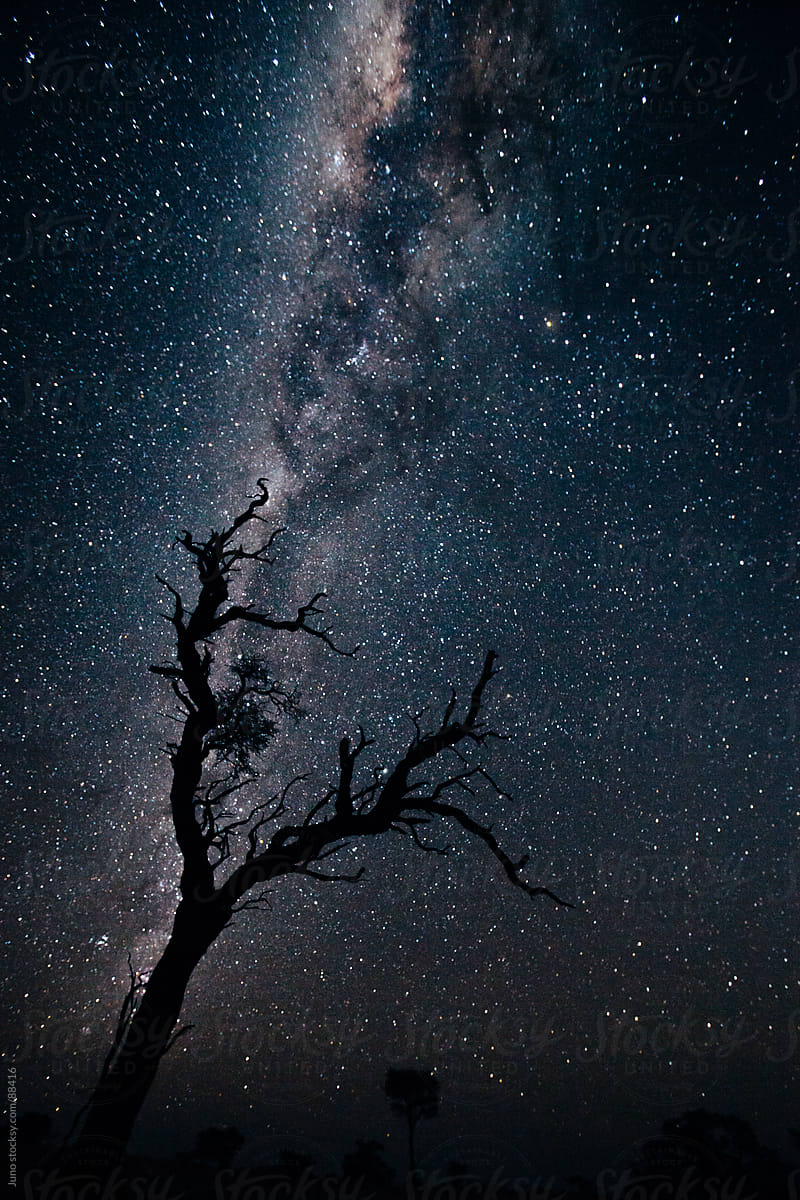 "Milky Way Stars And Tree" by Stocksy Contributor "Juno" - Stocksy