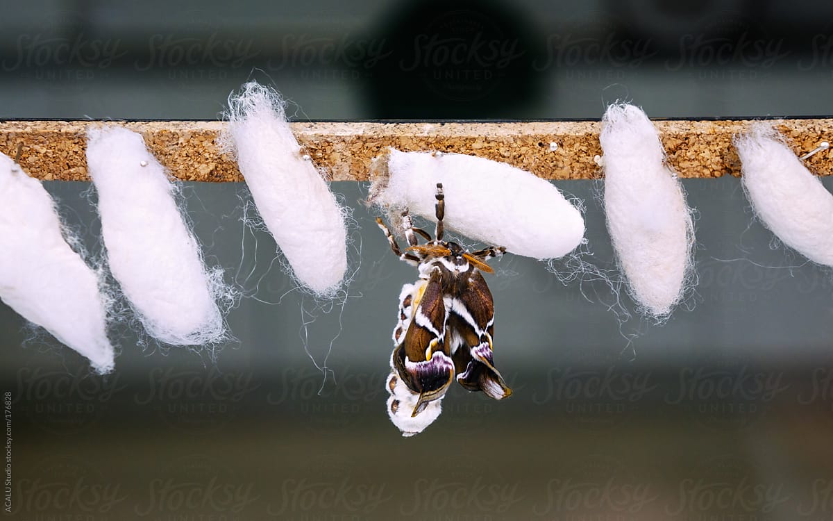 "Newborn Butterfly" by Stocksy Contributor "ACALU Studio" - Stocksy