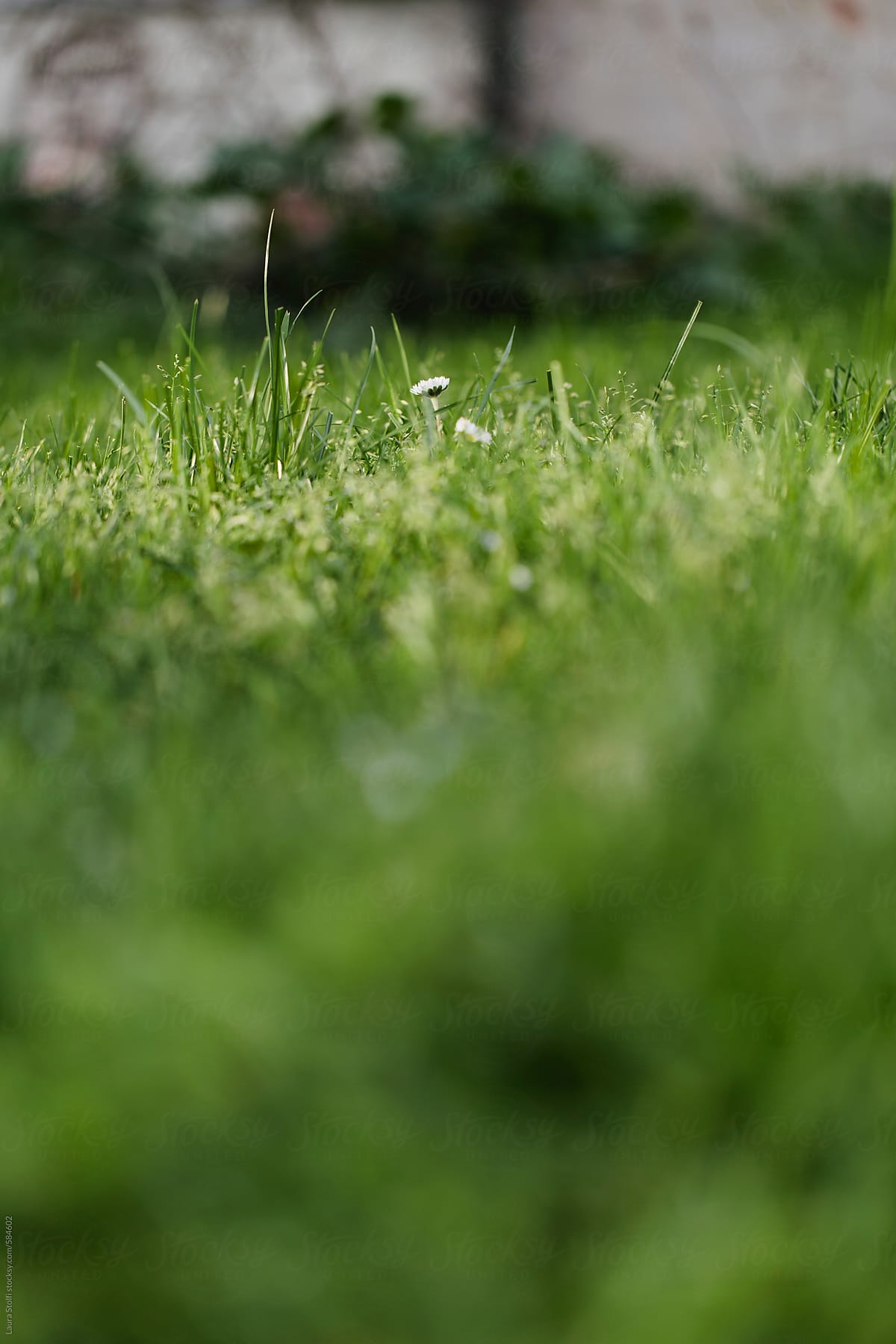 "Single Daisy Growing In Garden Lawn Grass" by Stocksy Contributor ...