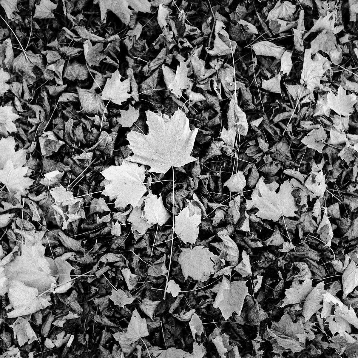 "Fallen Maple Leaves Background" by Stocksy Contributor "CWP, LLC ...