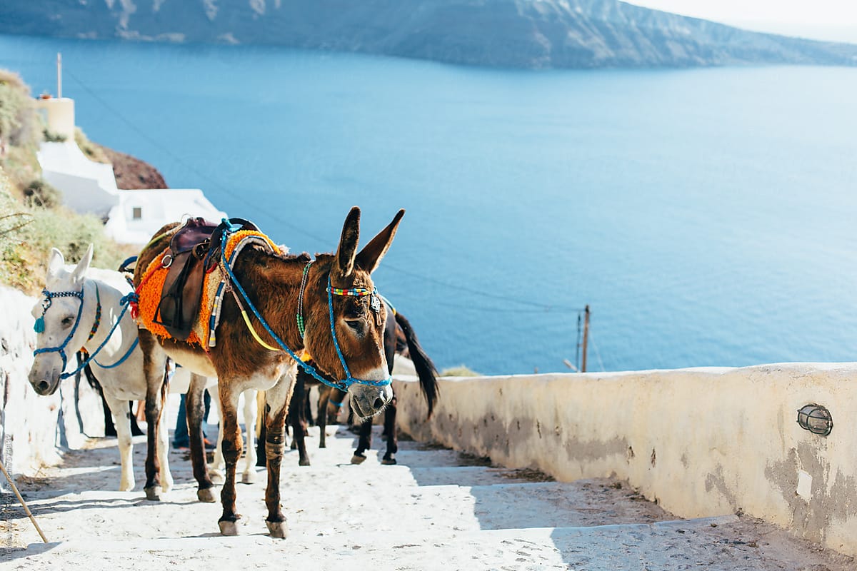 "Donkeys Going Up The Stairs In Oia" by Stocksy Contributor "Michela ...