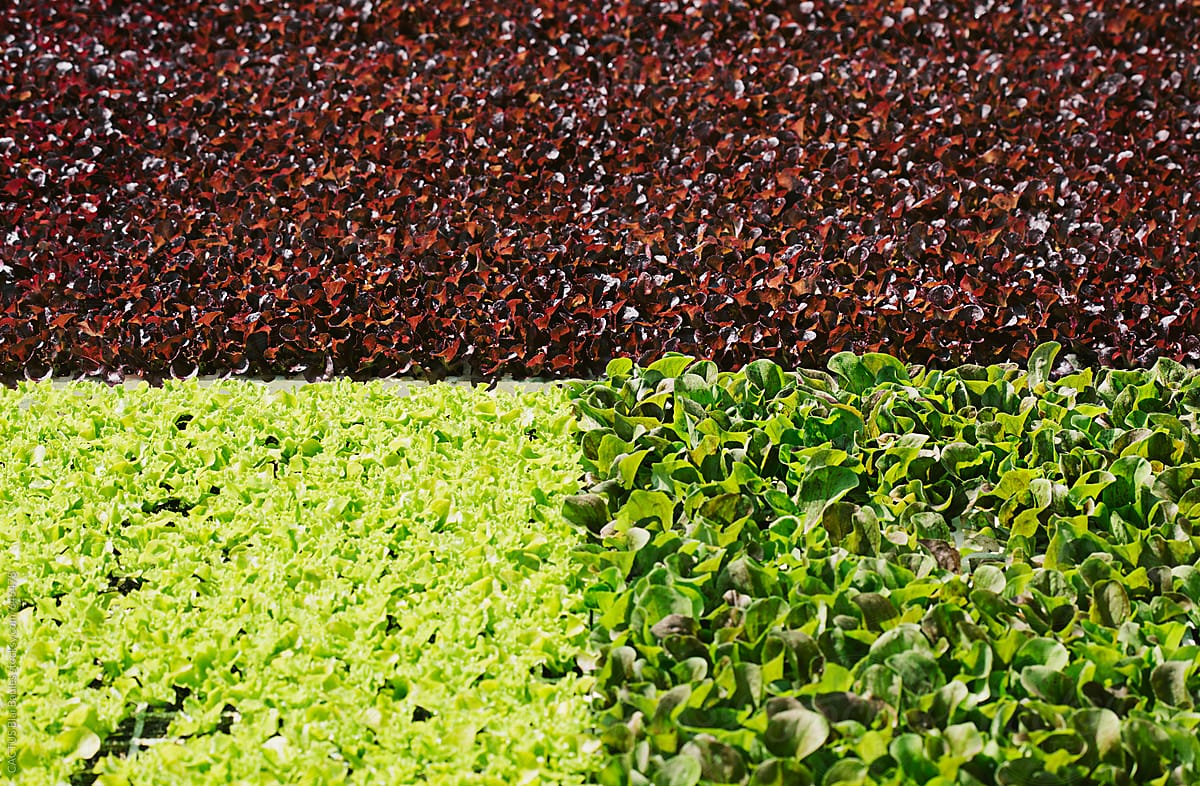 "Lettuce Shoots" by Stocksy Contributor "CACTUS Creative Studio" - Stocksy