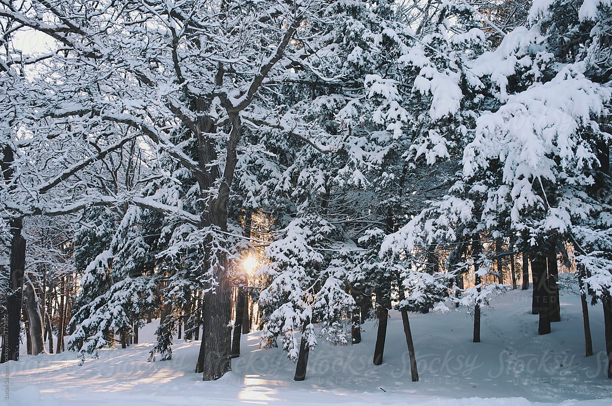 "Sun Setting Behind Snow Covered Trees." by Stocksy Contributor "Lucas ...
