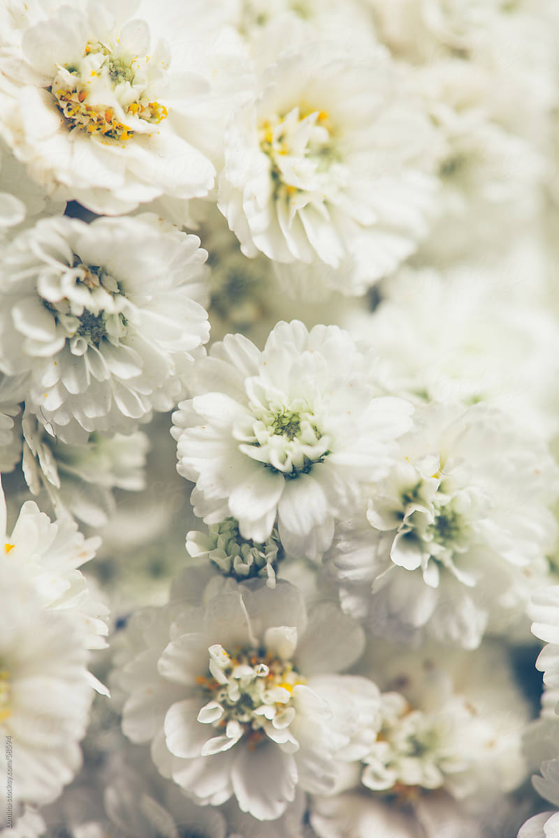 "White Flowers" by Stocksy Contributor "Lumina" - Stocksy