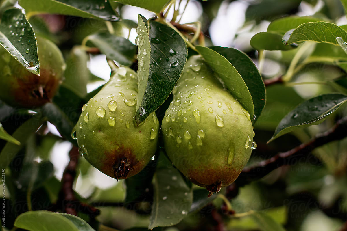 "Pear On The Tree" by Stocksy Contributor "Babett Lupaneszku" - Stocksy