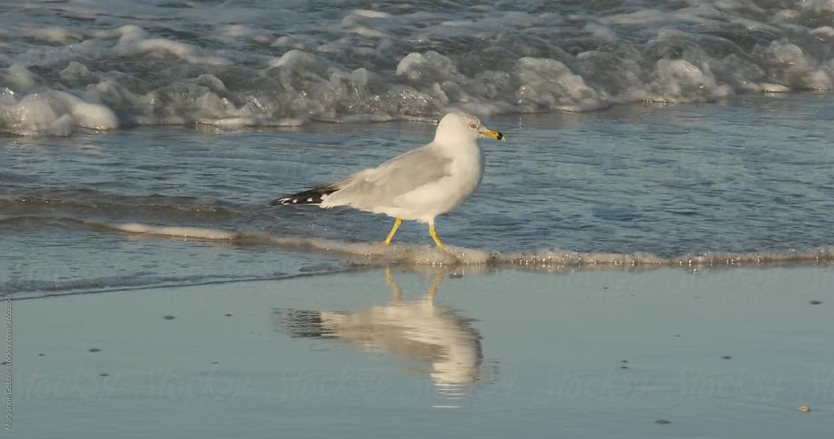 "Ring-Billed Seagull" by Stocksy Contributor "Maryanne Gobble" - Stocksy