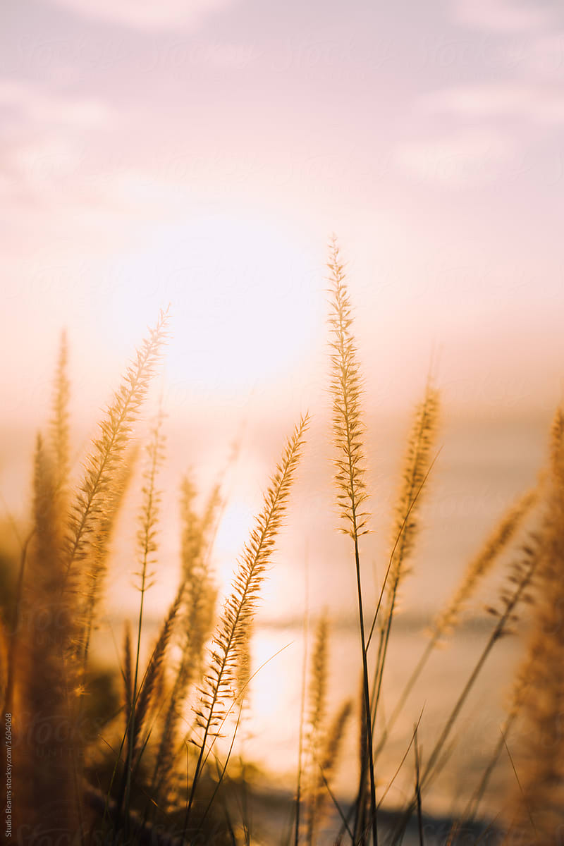 "Yellow Grass" by Stocksy Contributor "Maia Images" - Stocksy