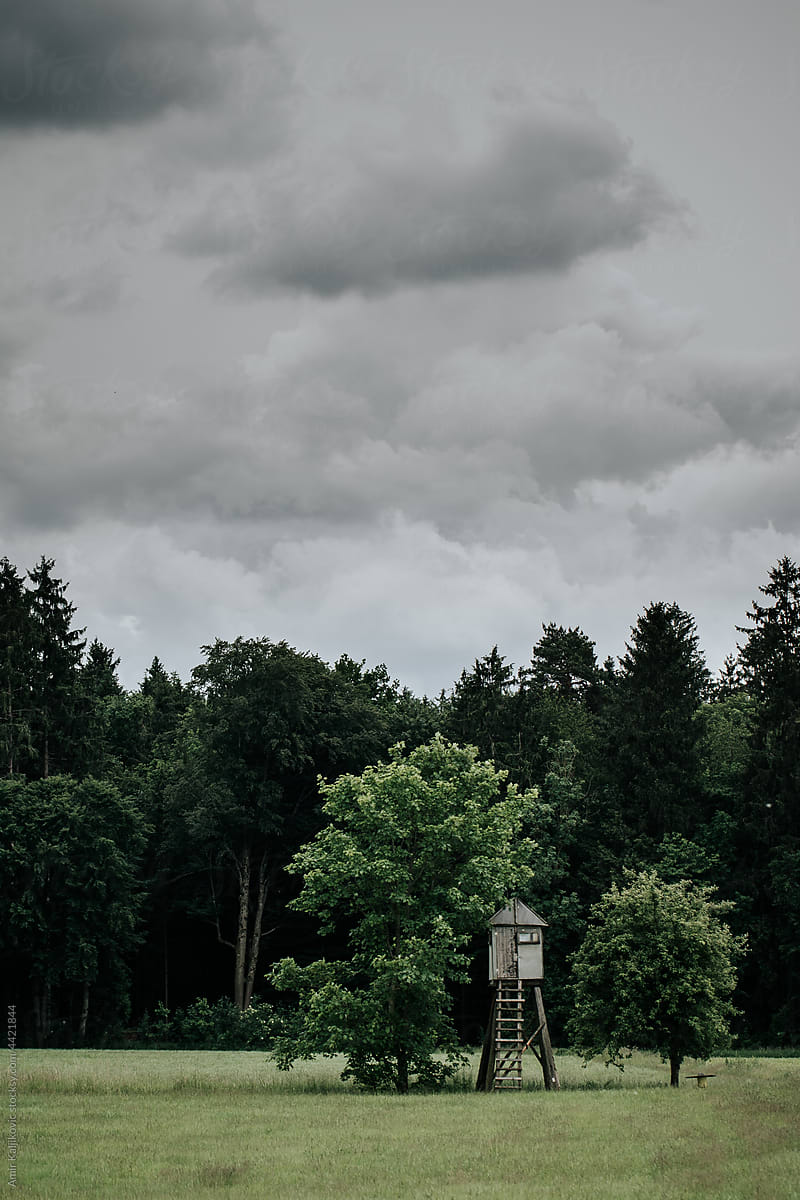 Single Tree In A Field During A Storm
