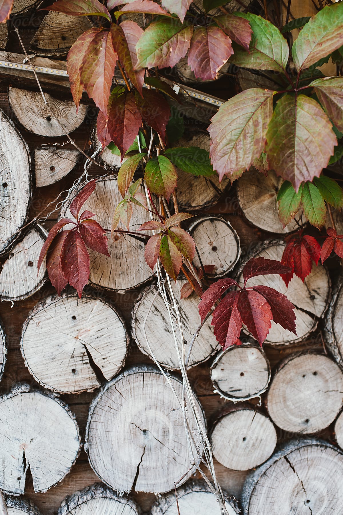 "Wooden Logs Covered With Ivy" by Stocksy Contributor "Amor Burakova ...