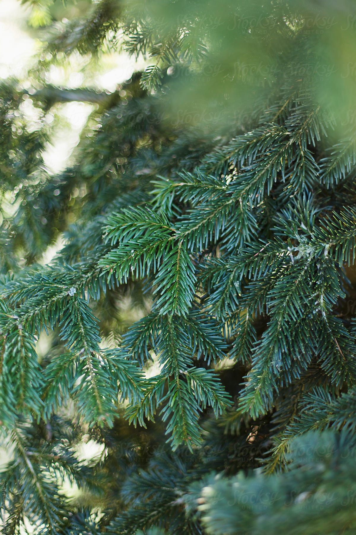 "Spruce Tree Branches Detail" by Stocksy Contributor "Laura Stolfi ...