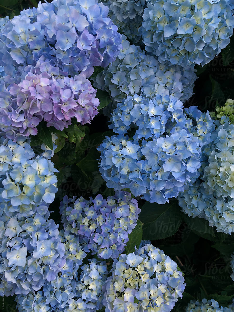 "Blue Hydrangeas Bush" by Stocksy Contributor "Oleksandra Stets" - Stocksy