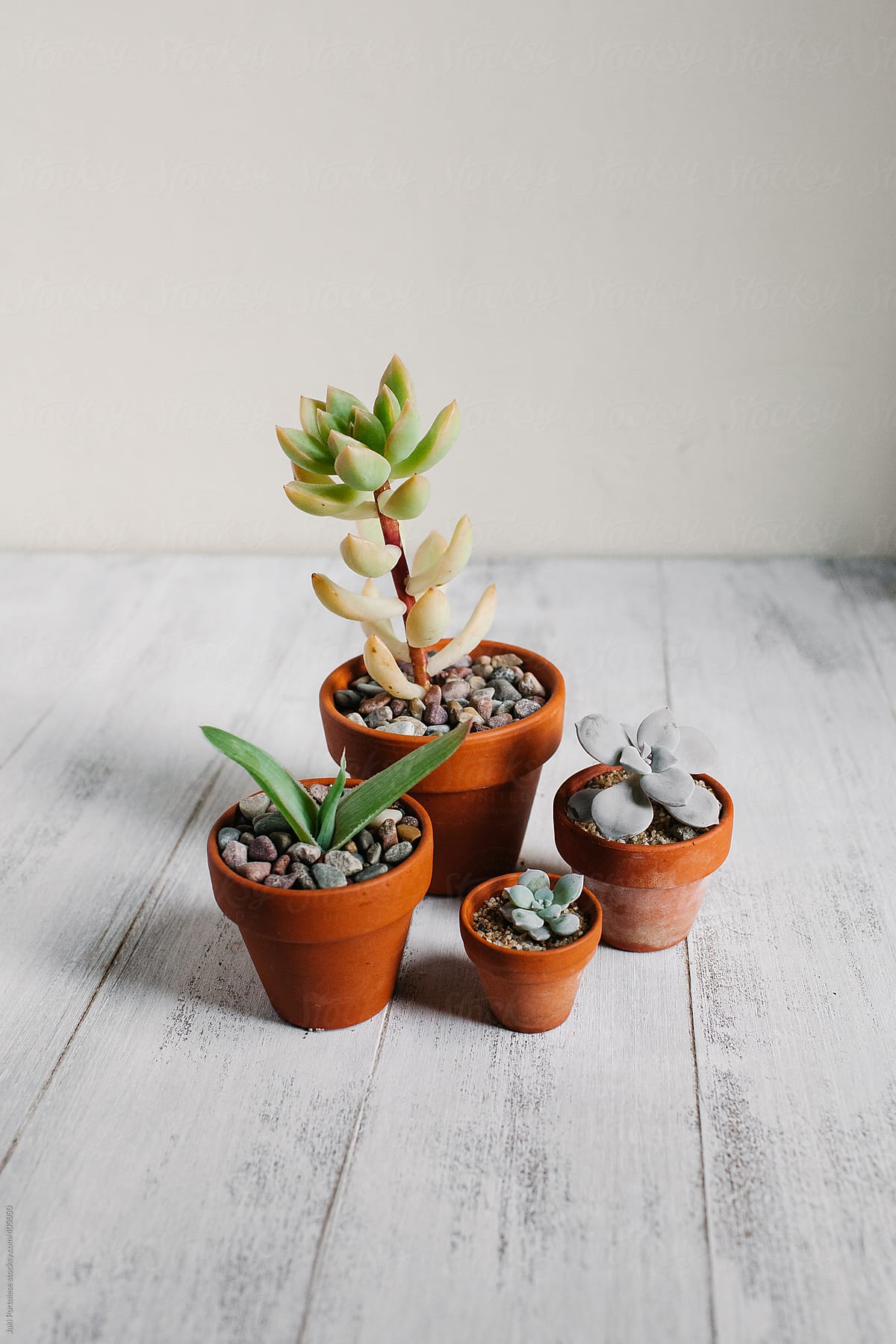 "Succulent Family" by Stocksy Contributor "Jaki Portolese" - Stocksy
