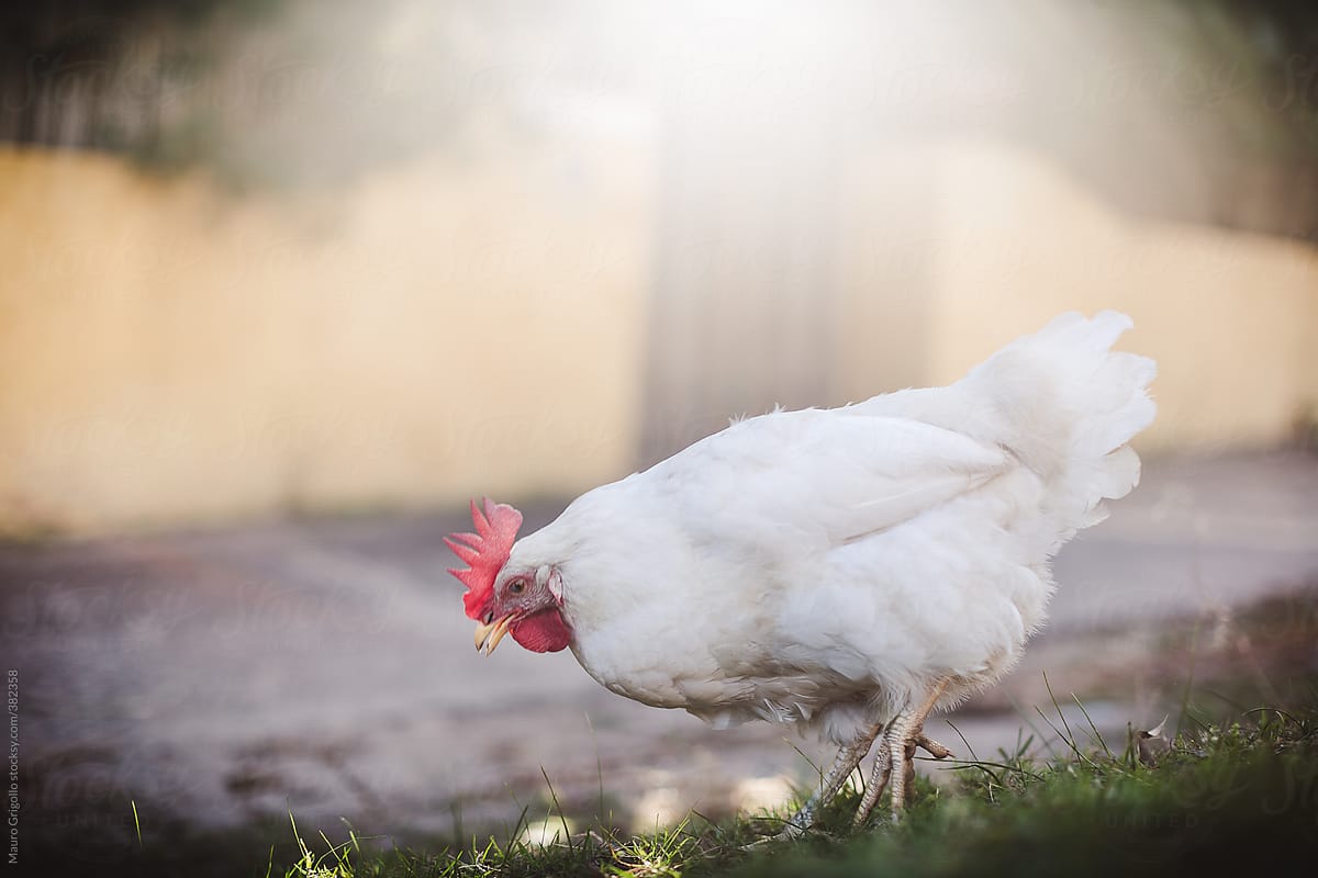 "Cute Domestic Hen In A Garden" by Stocksy Contributor "Mauro Grigollo ...