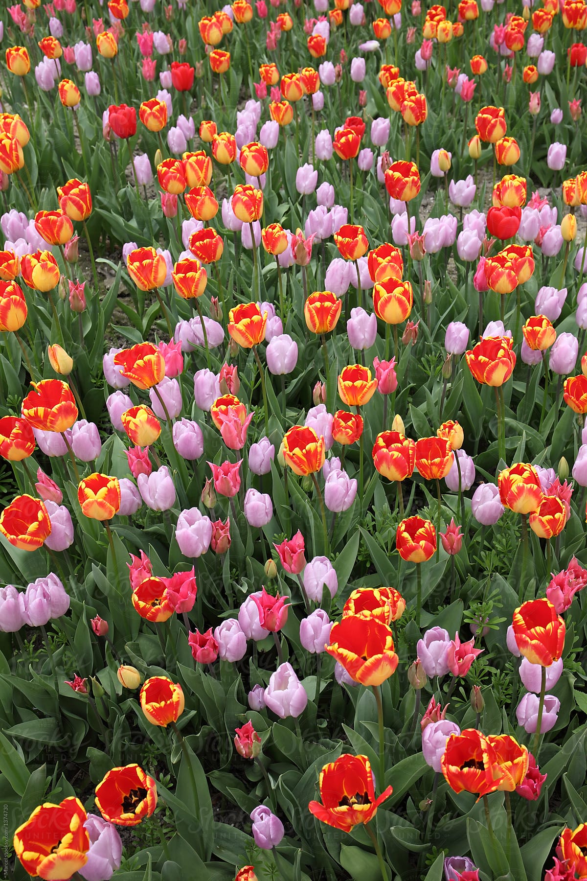"Tulip Tulip Tulips" by Stocksy Contributor "Marcel" - Stocksy