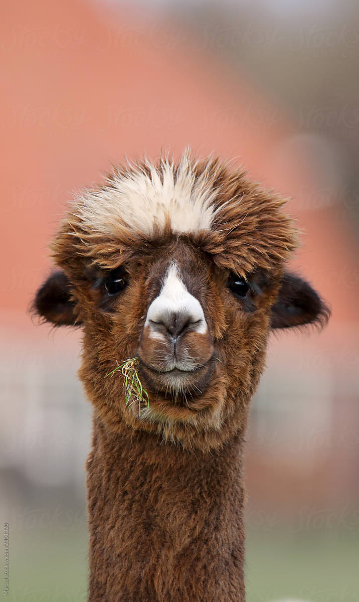 "Alpaca Looking At Camera" by Stocksy Contributor "Marcel" - Stocksy