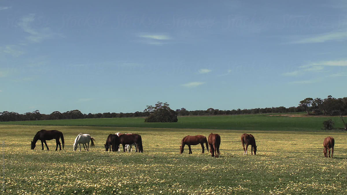 "Horses In A Field" by Stocksy Contributor "Adrian P Young" - Stocksy