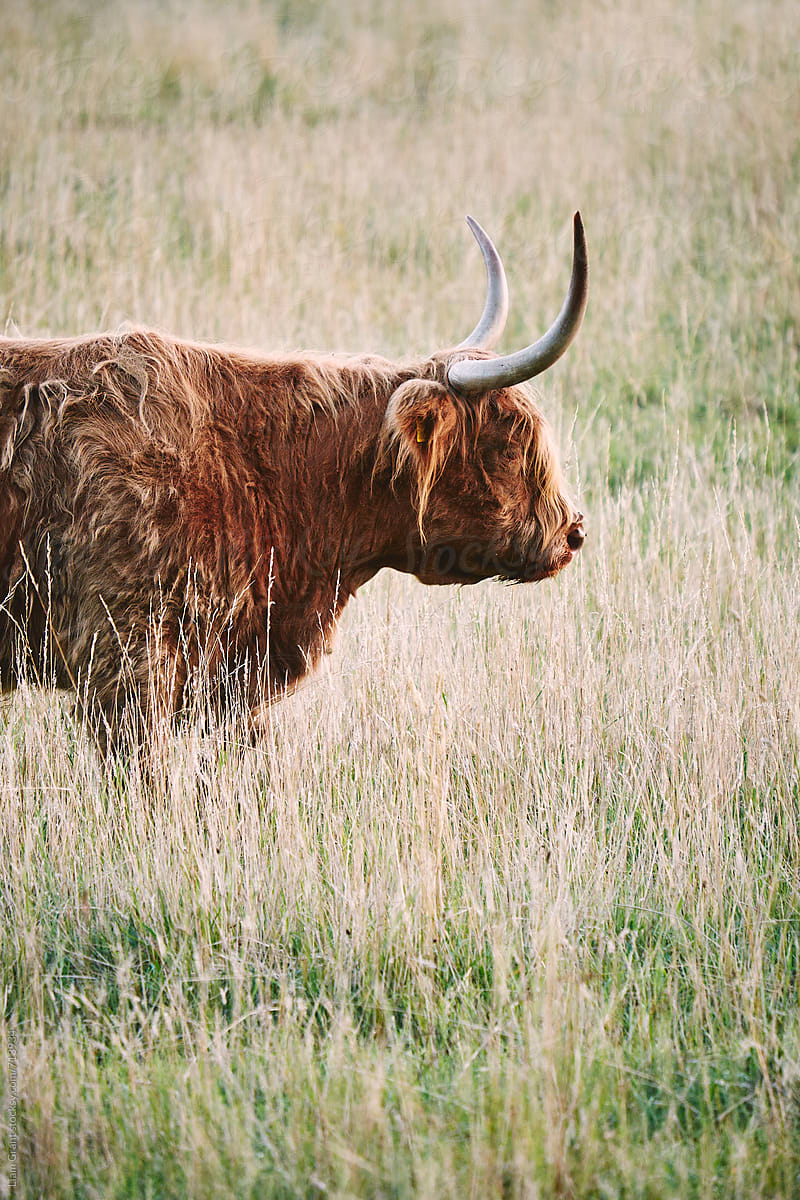 "Side Profile Of A Highland Cattle. Norfolk, UK." by Stocksy ...