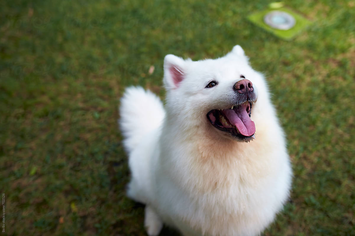 "One Samoyed Dog Outdoor" by Stocksy Contributor "Bo Bo" - Stocksy