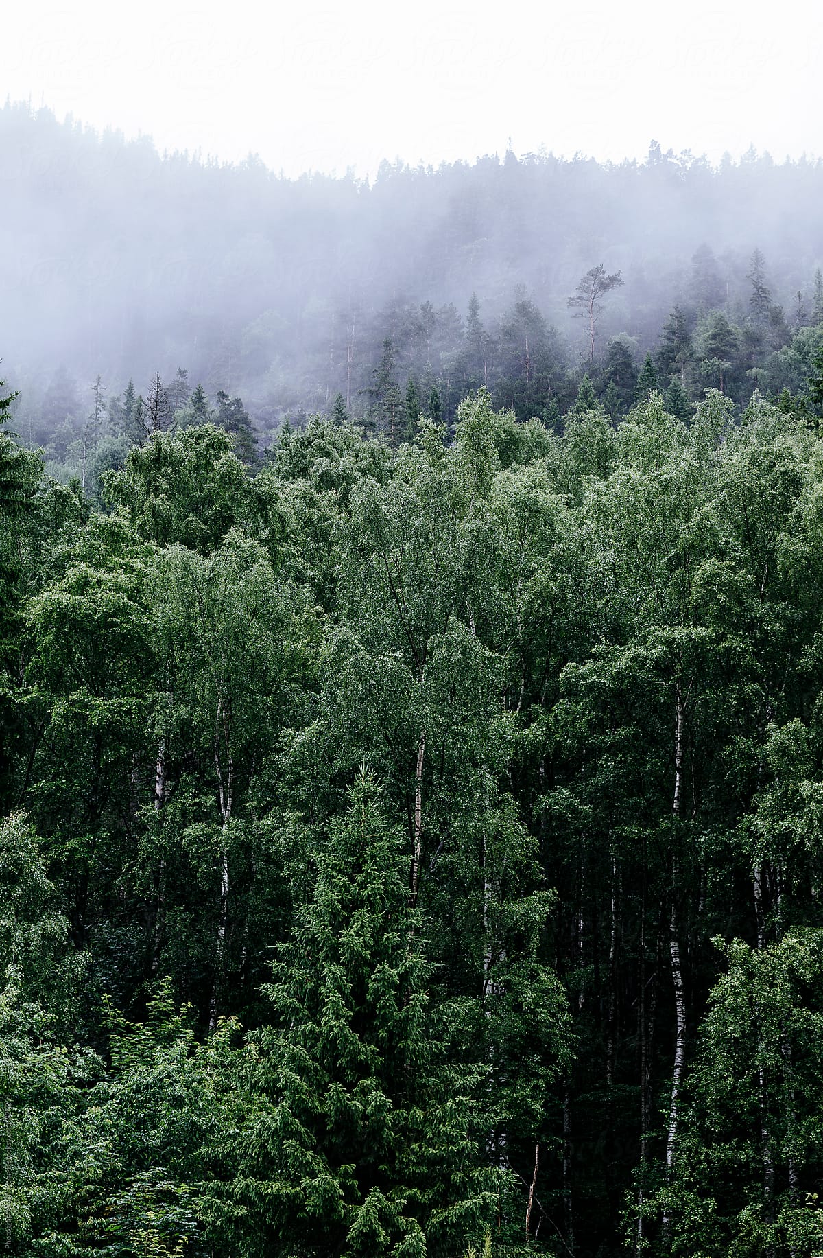 "Norwegian Wood" by Stocksy Contributor "Photographer Christian B ...