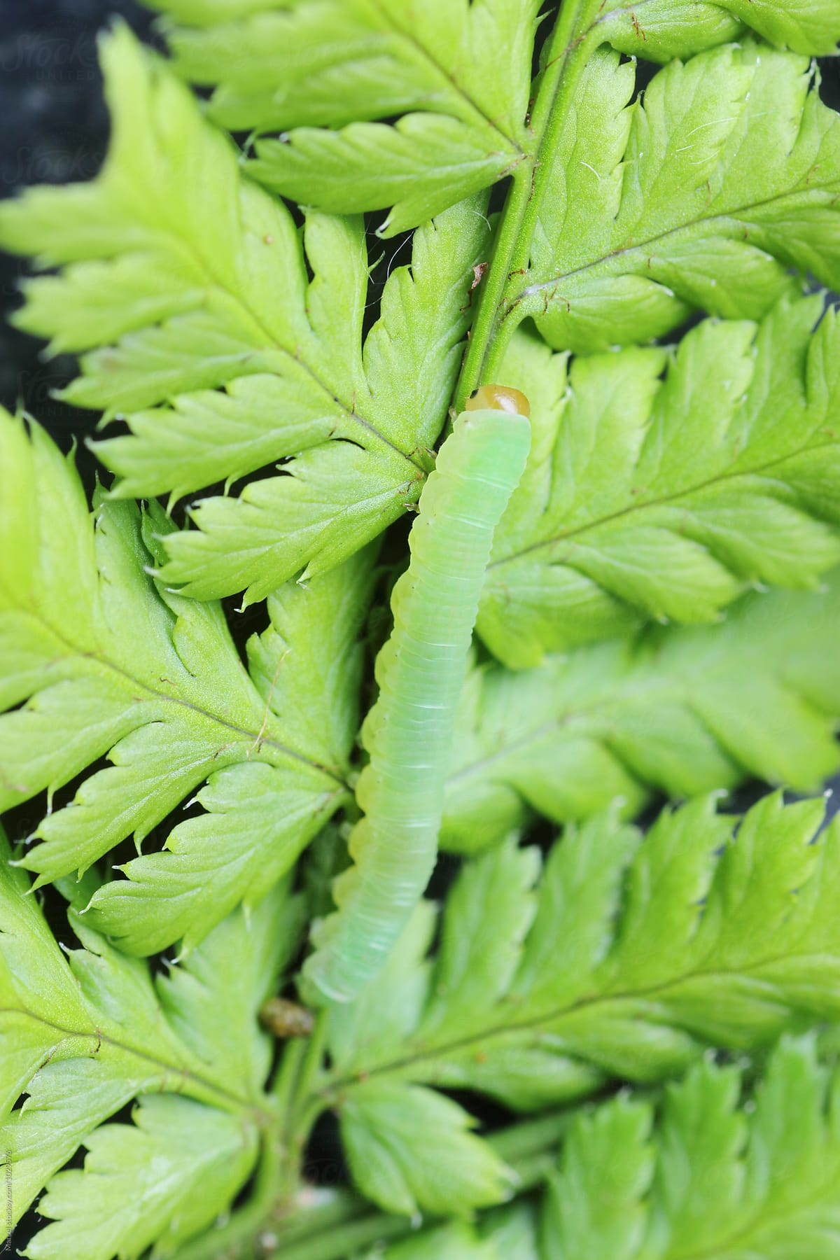 "Green Caterpillar On A Fern Leaf" by Stocksy Contributor "Marcel ...