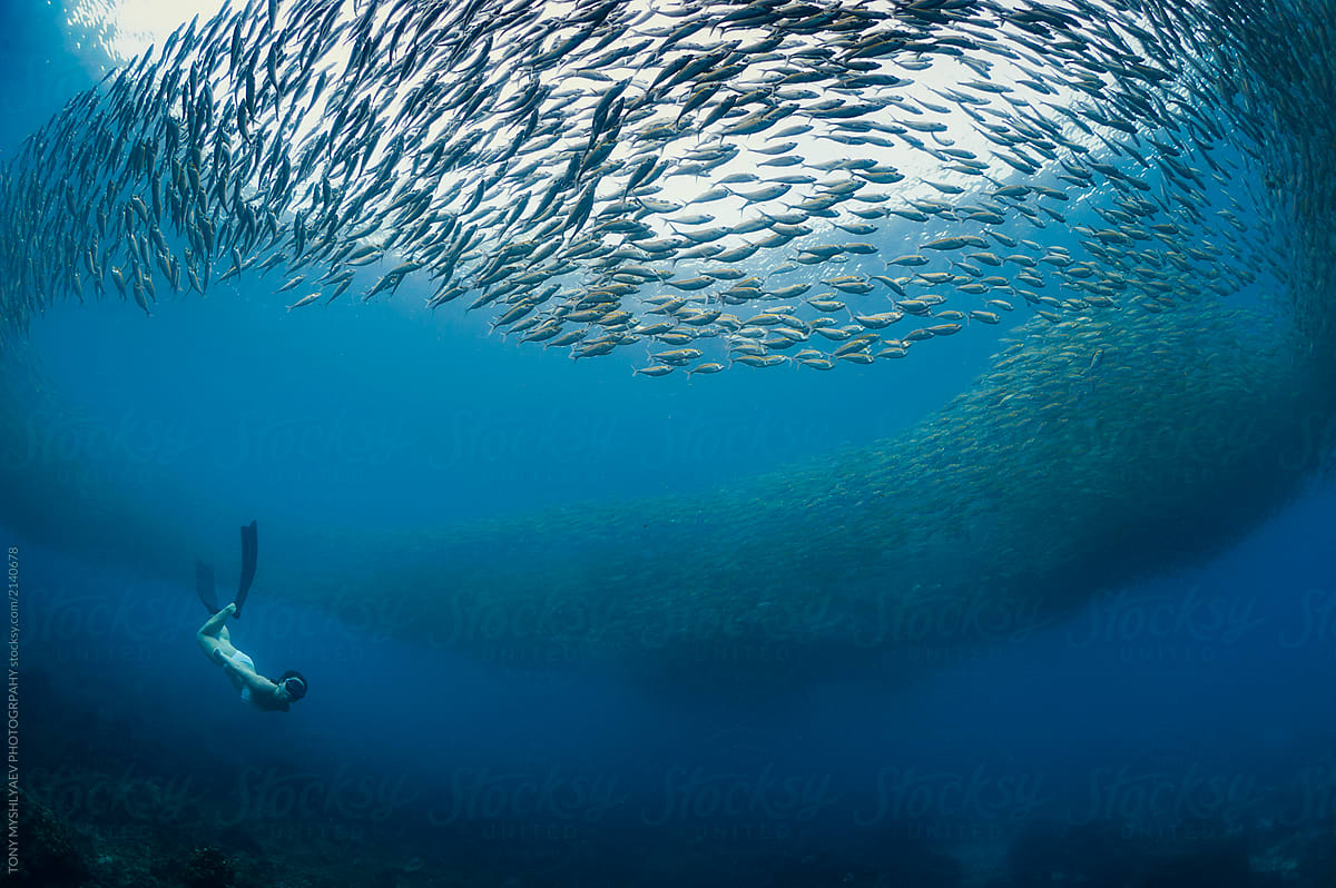 "Swimming Model With Fish Underwater" by Stocksy Contributor "TONY ...