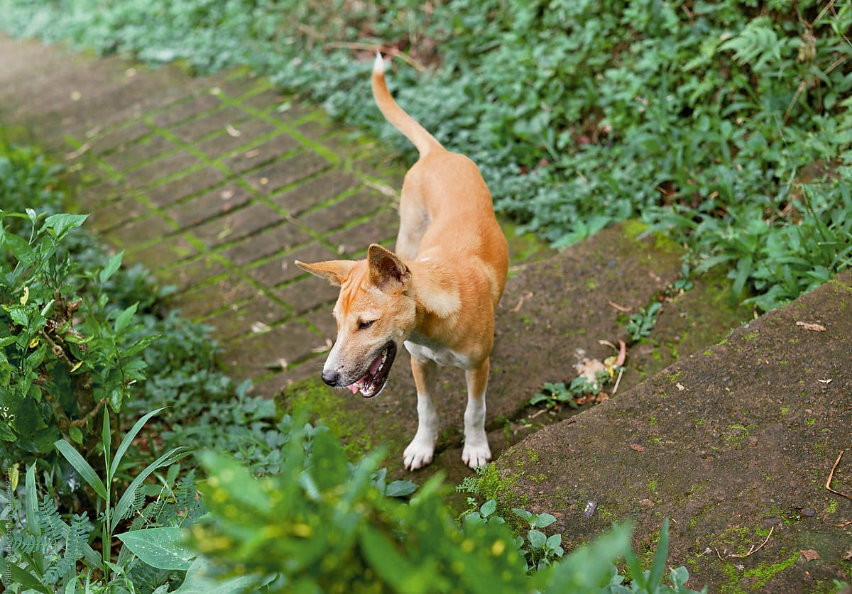 "Dog Outside" by Stocksy Contributor "Milles Team" - Stocksy
