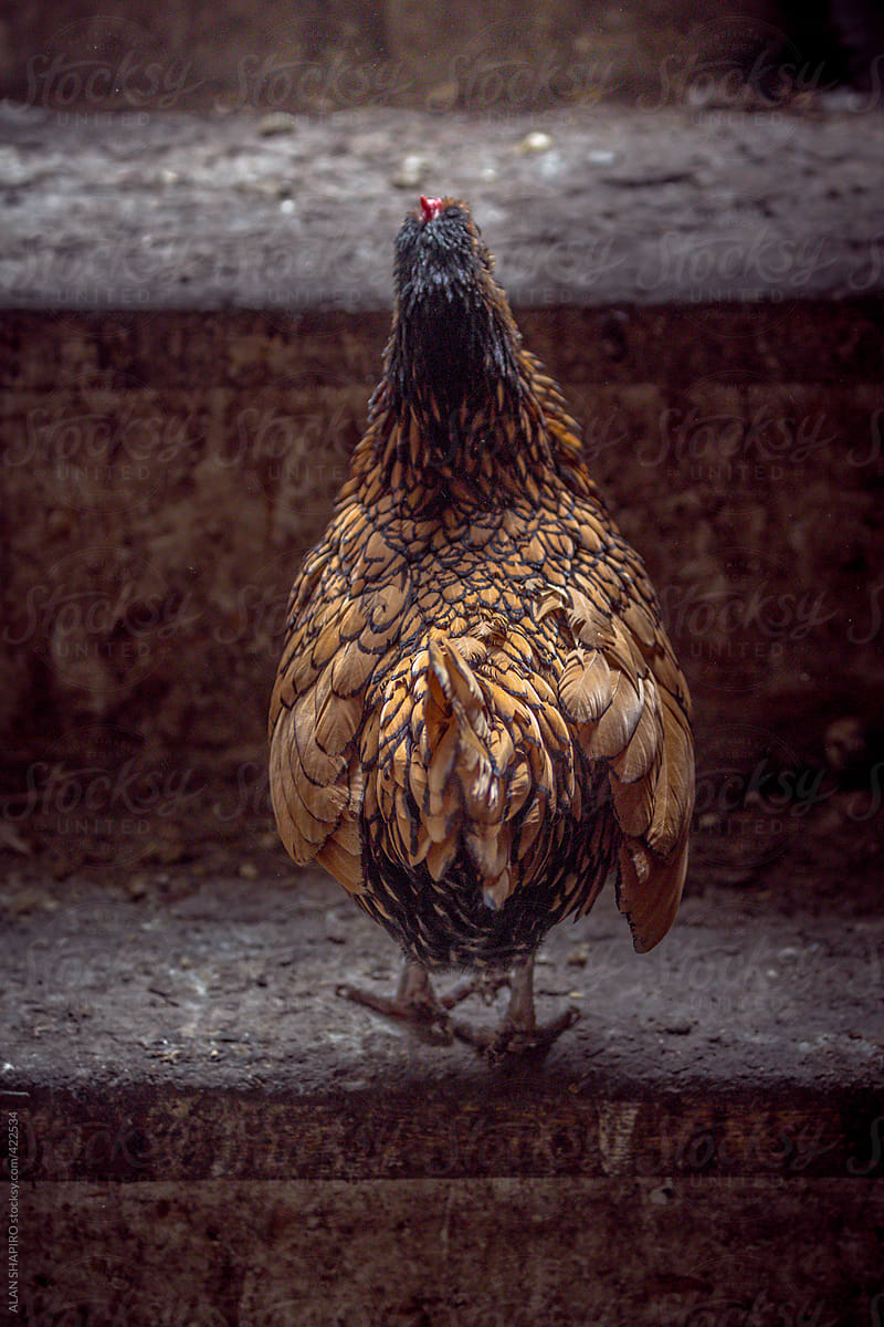 "Brown Mottled Hen On Stairs Of An Old Barn" by Stocksy Contributor ...