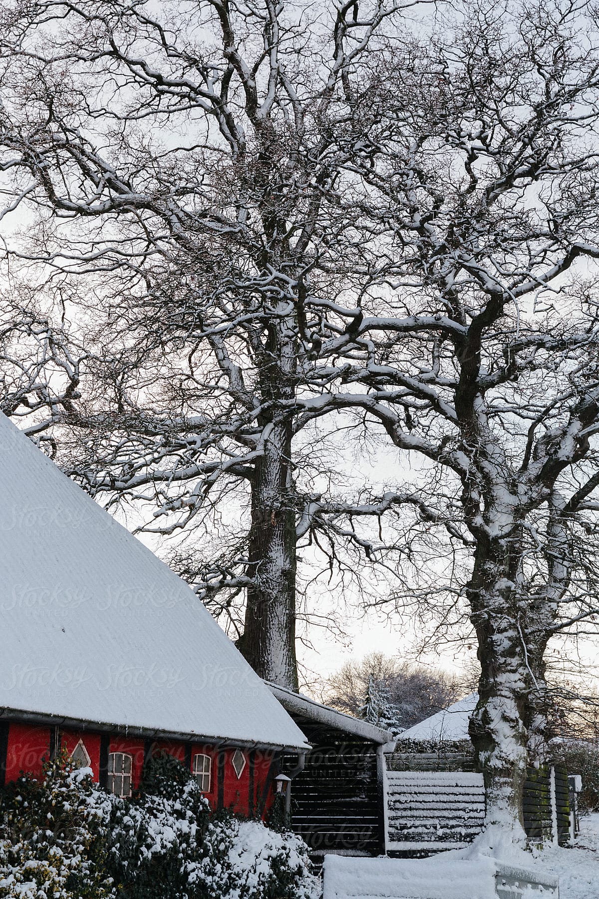 "Timbered House And Old Oak Trees Covered In Snow" by Stocksy ...