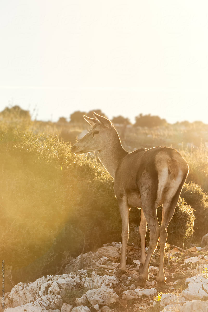 "Young Deer Standing On A Rocky Slope" by Stocksy Contributor "Helen ...
