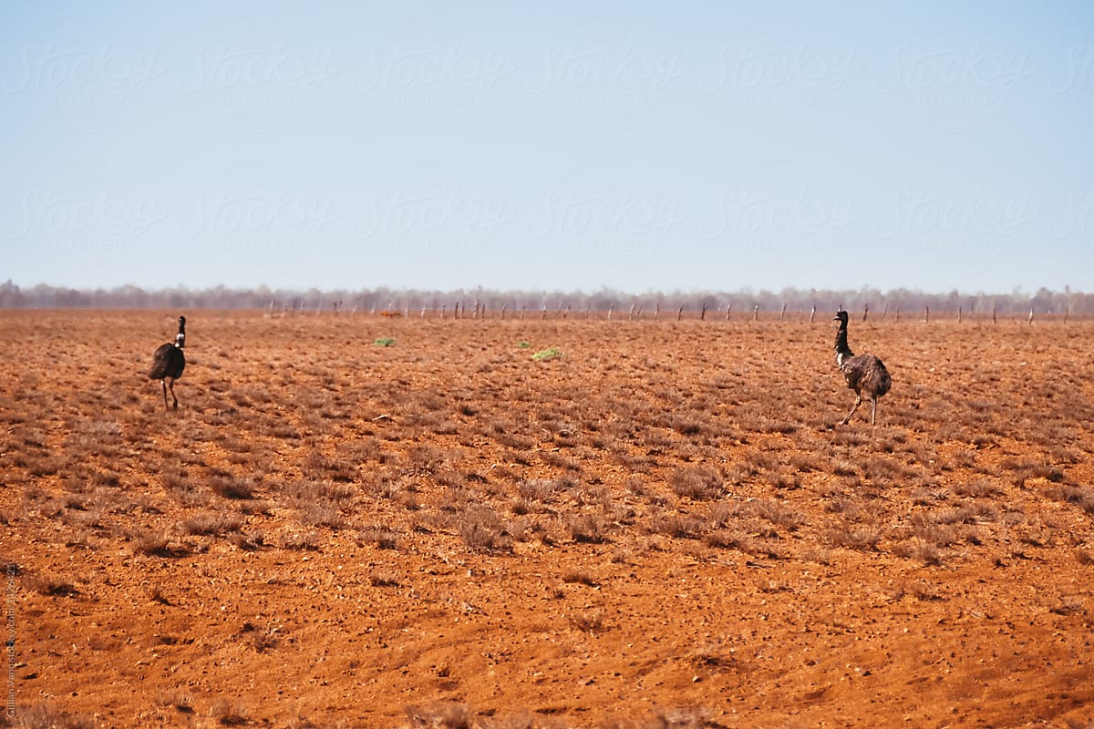 "Emus In Outback Australia" by Stocksy Contributor "Gillian Vann" - Stocksy