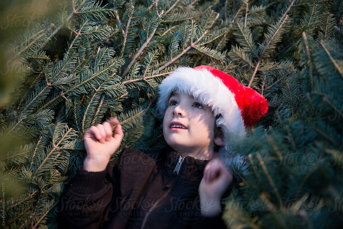 "Child Wears Santa Hat While Looking At Christmas Trees" by Stocksy ...