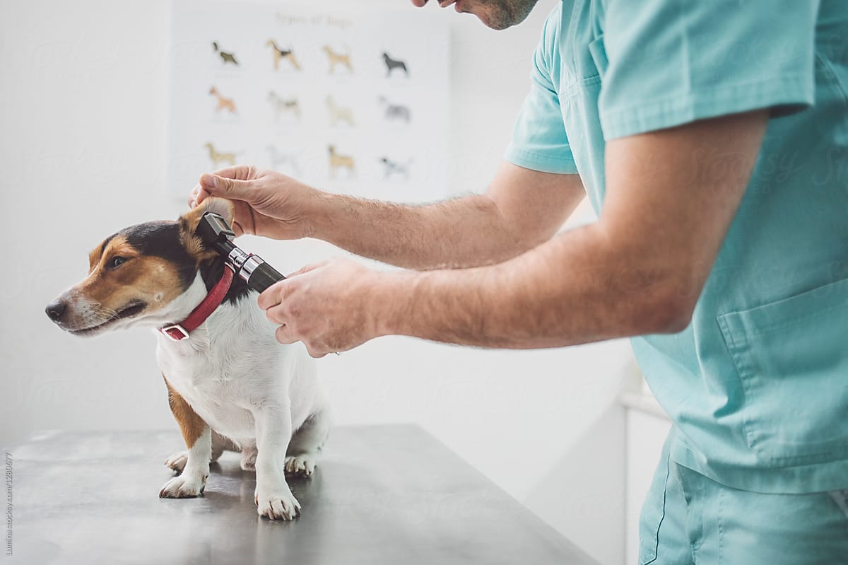 "Vet Examining A Dog" by Stocksy Contributor "Lumina" - Stocksy