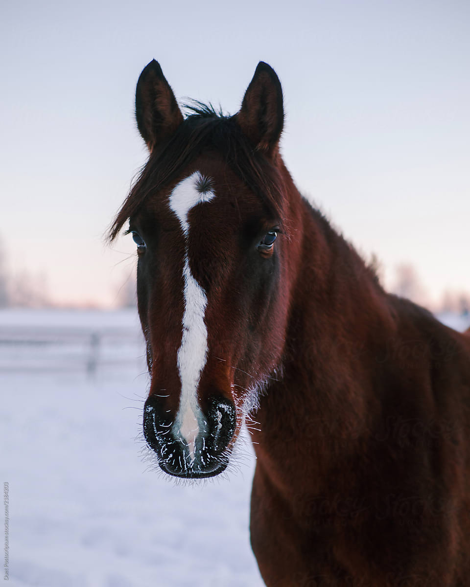 "Horse In Winter Field." by Stocksy Contributor "Duet Postscriptum ...